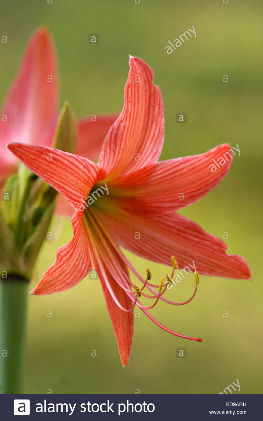 Hippeastrum High Resolution Stock Photography and Images - Alamy