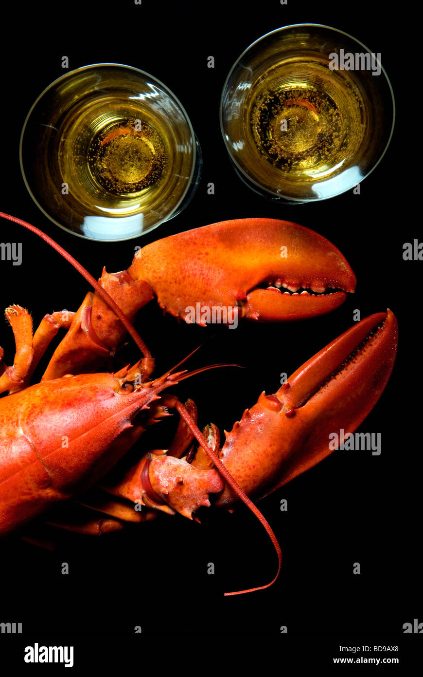 Lobster and champagne Homarus Americanus Food Stock Photo - Alamy