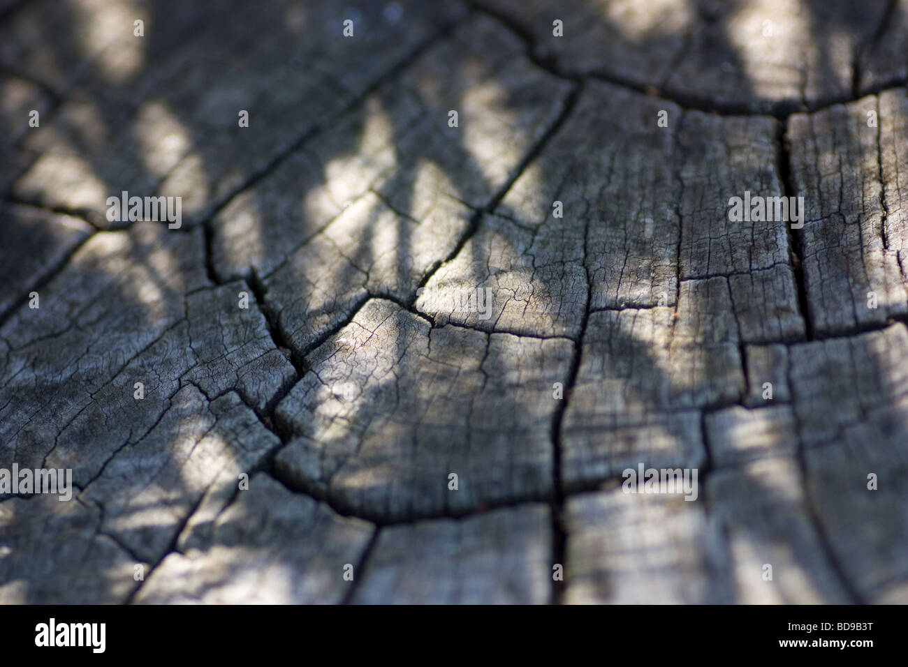 Tree Rings in close up Stock Photo - Alamy