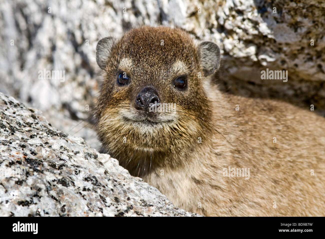 Rock dassie on Table Mountain, Cape Town, South Africa Stock Photo - Alamy