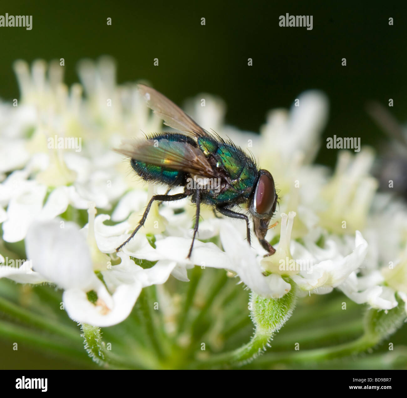 Lucilia hi-res stock photography and images - Alamy