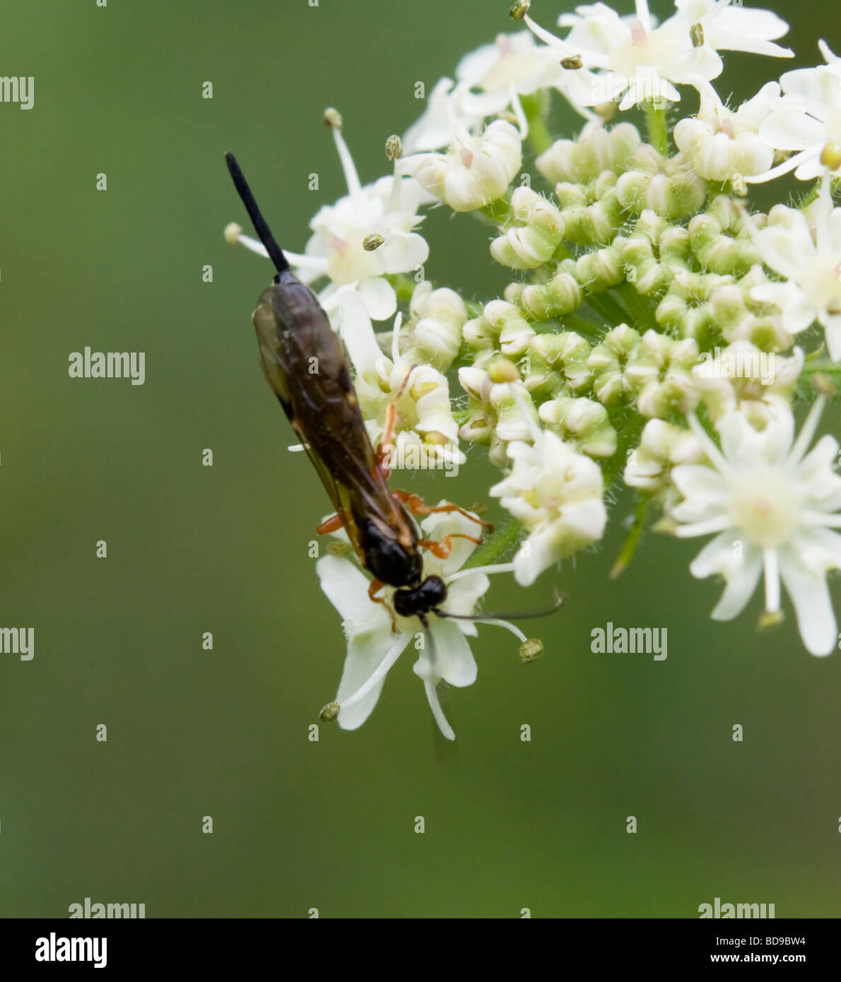Lissonota sp hi-res stock photography and images - Alamy
