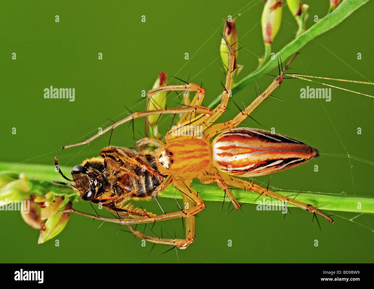 lynx spider eating a bee Stock Photo - Alamy
