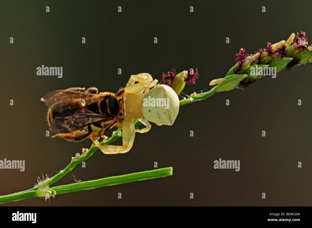 carb spider eating a bee Stock Photo - Alamy