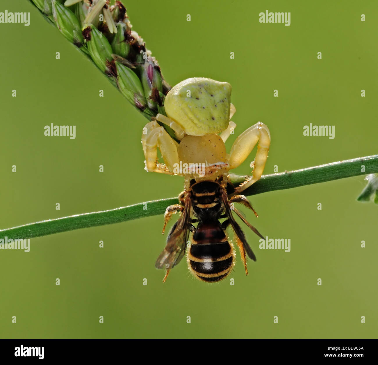 carb spider eating a bee Stock Photo - Alamy