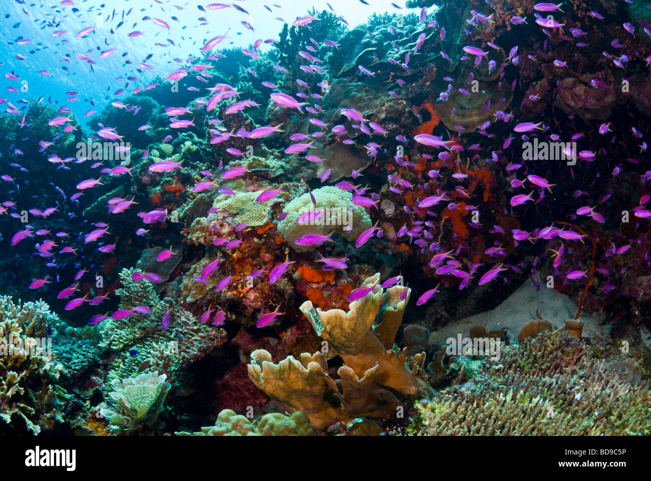 Tubbataha reef, philippines hi-res stock photography and images - Alamy