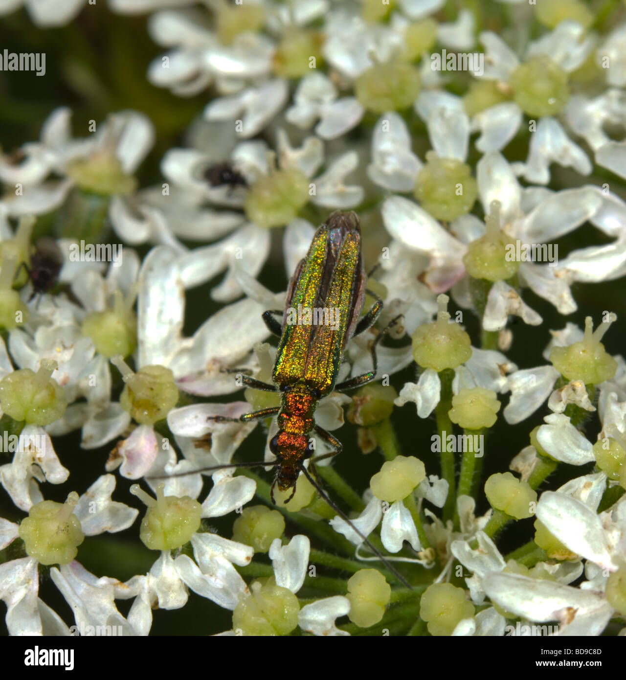 Female Thick legged Flower Beetle (Oedemera nobilis), France Stock ...