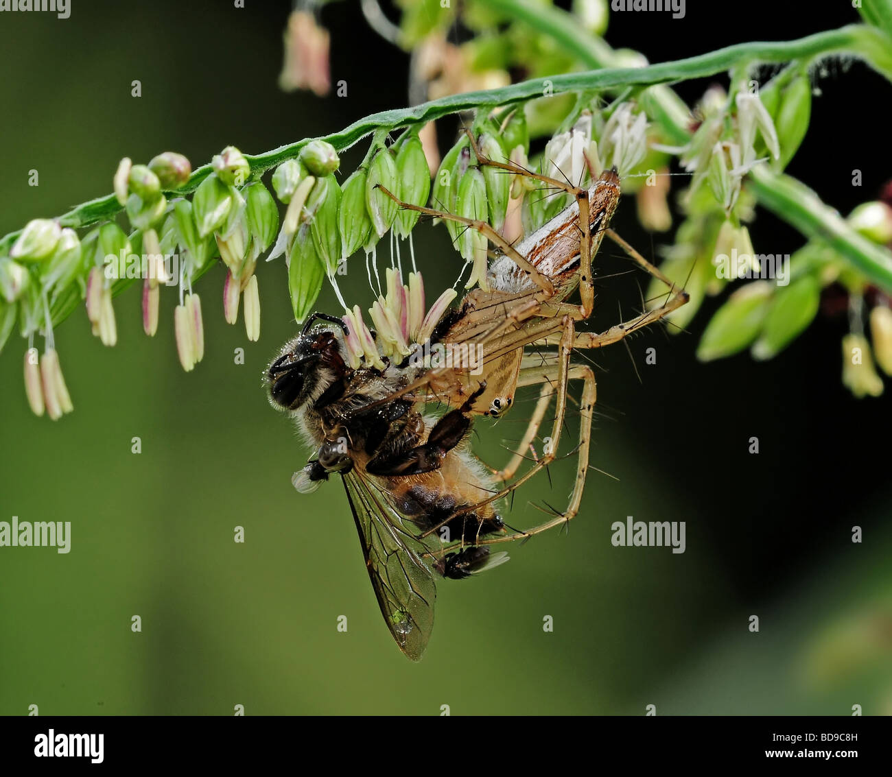 lynx spider eating a bee Stock Photo - Alamy