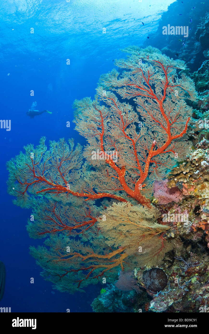 Beautiful Sea Fan Coral High Resolution Stock Photography and Images ...
