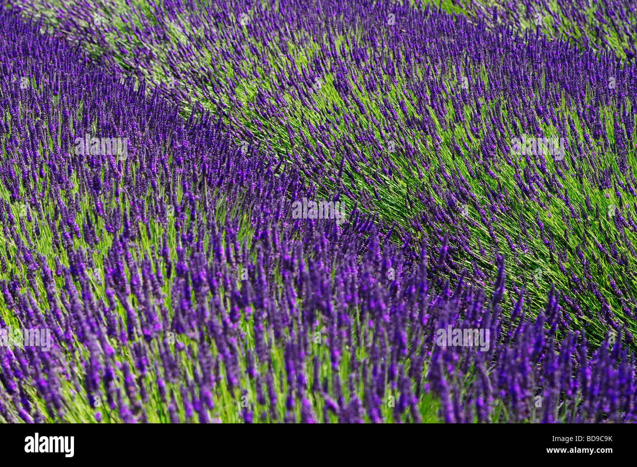 lavender fields on a farm Stock Photo - Alamy