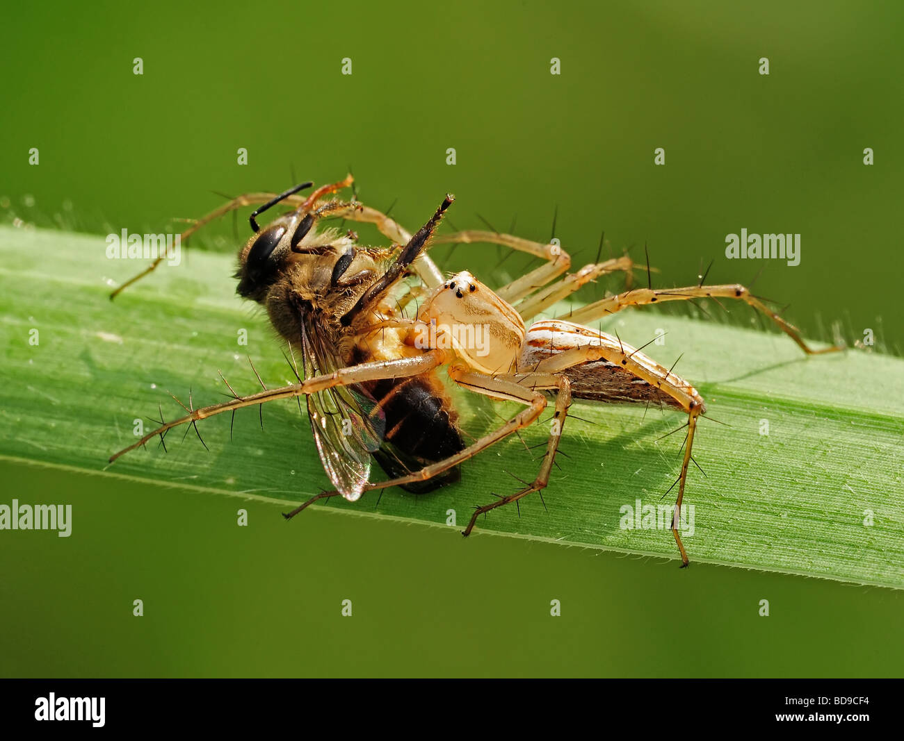 lynx spider eating a bee Stock Photo - Alamy