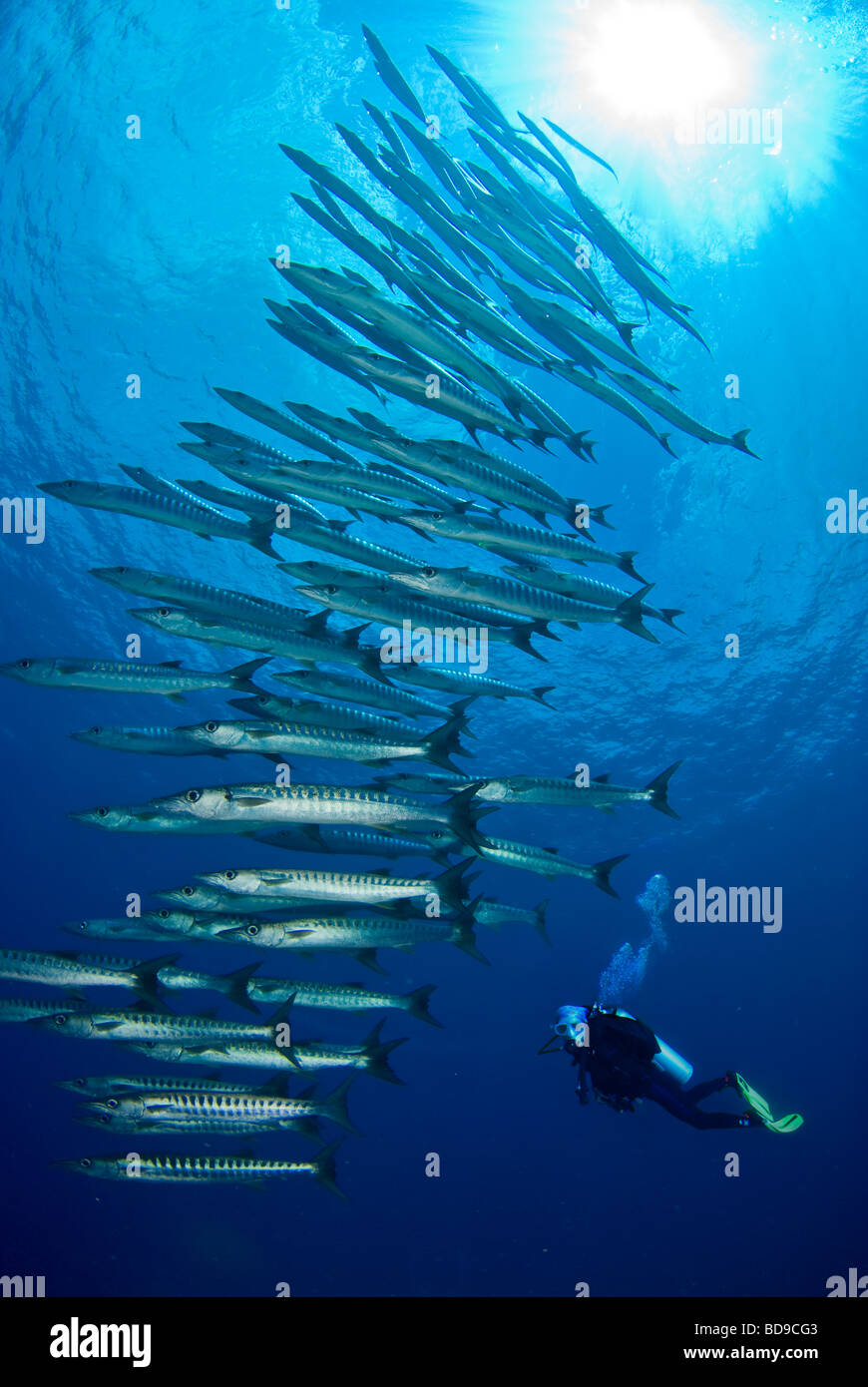 Chevron barracuda fish schooling hi-res stock photography and images ...
