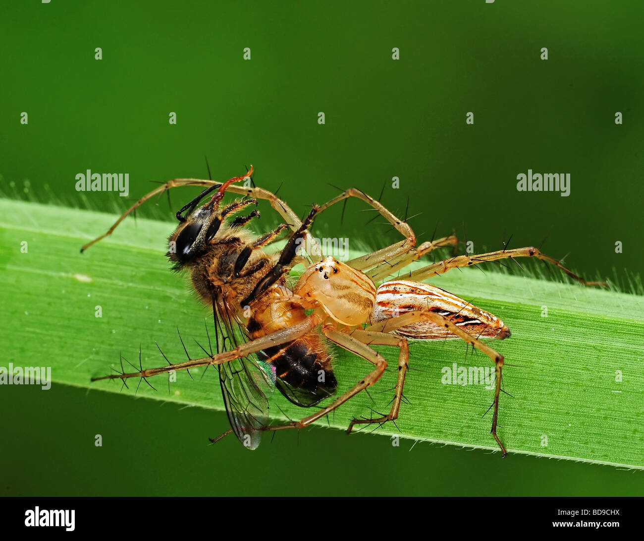 lynx spider eating a bee Stock Photo - Alamy