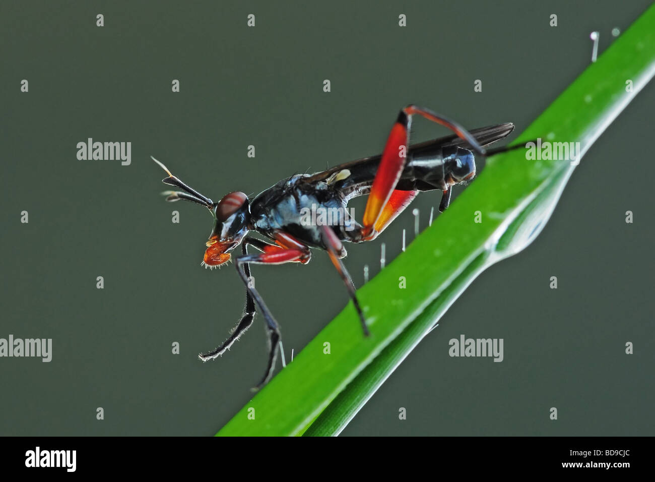 black insect in the parks Stock Photo - Alamy