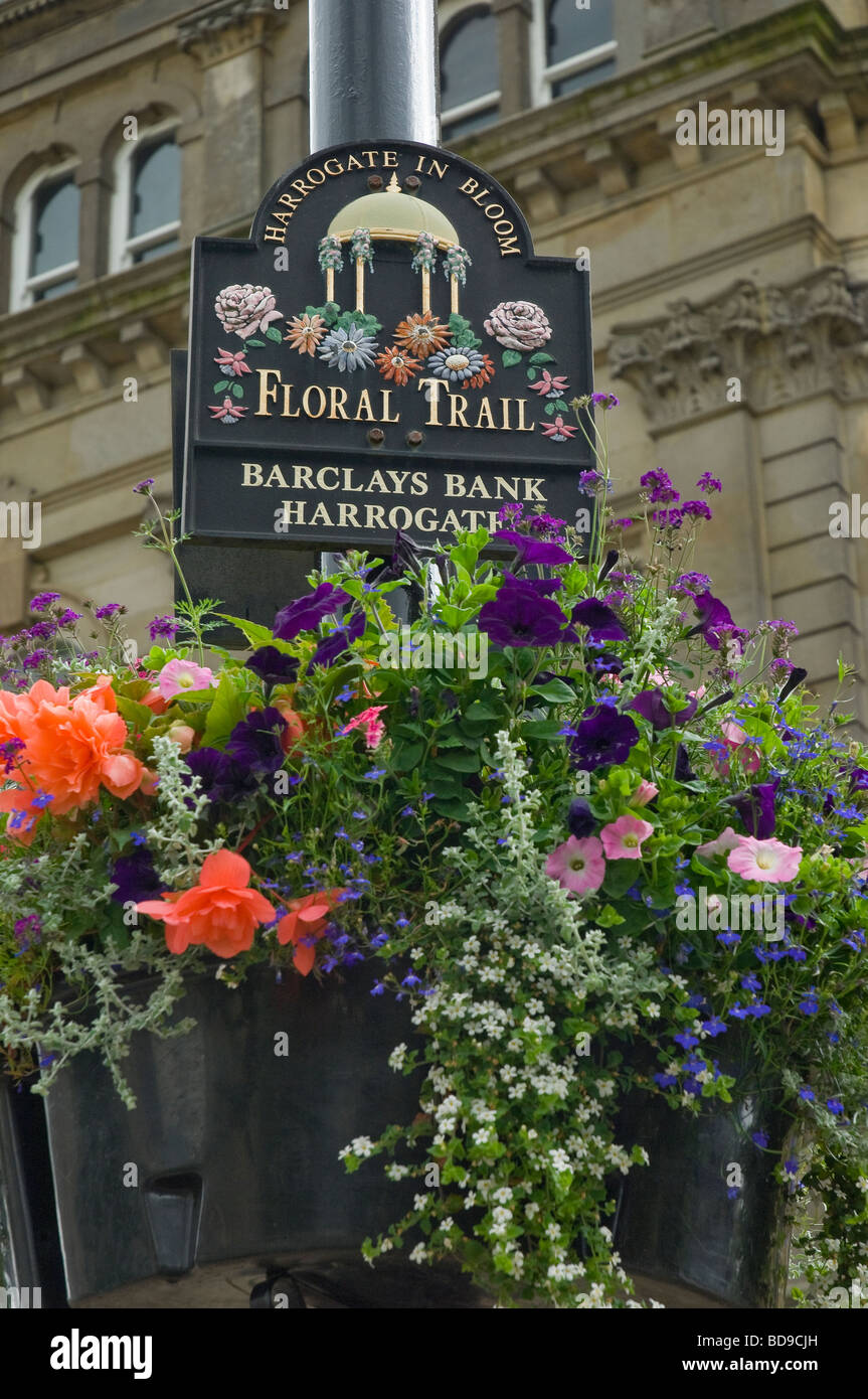 Harrogate in bloom floral trail hanging basket flower flowers display ...