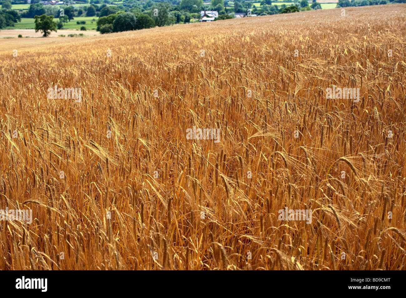 crops growing in a field Stock Photo - Alamy