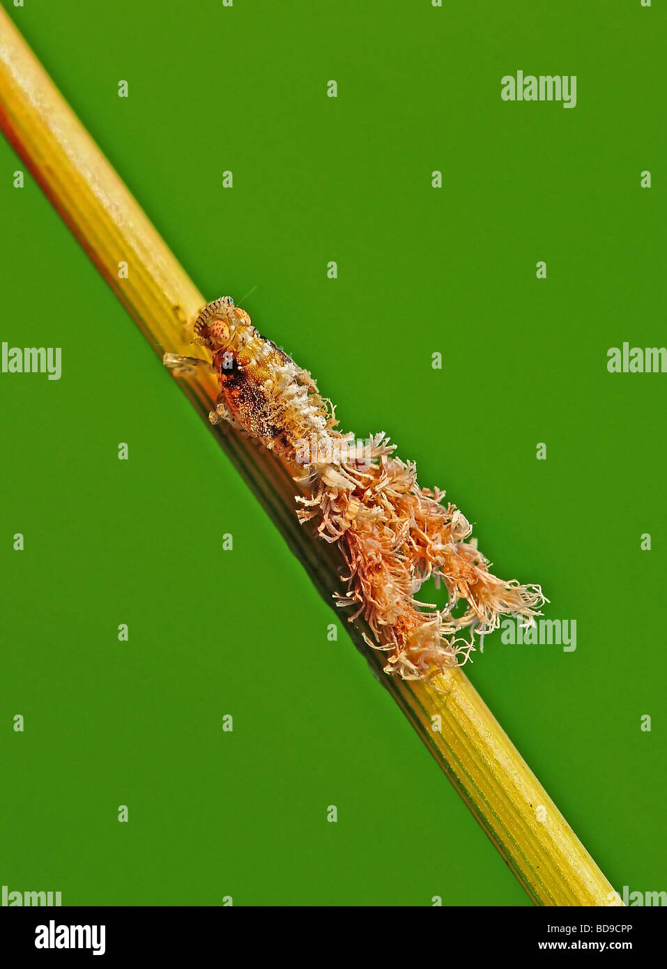 Rare insect hi-res stock photography and images - Alamy