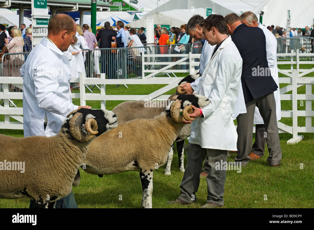 Judging farm animals hi-res stock photography and images - Alamy