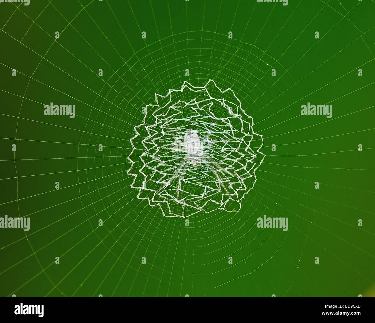 Hanging spider web hi-res stock photography and images - Alamy