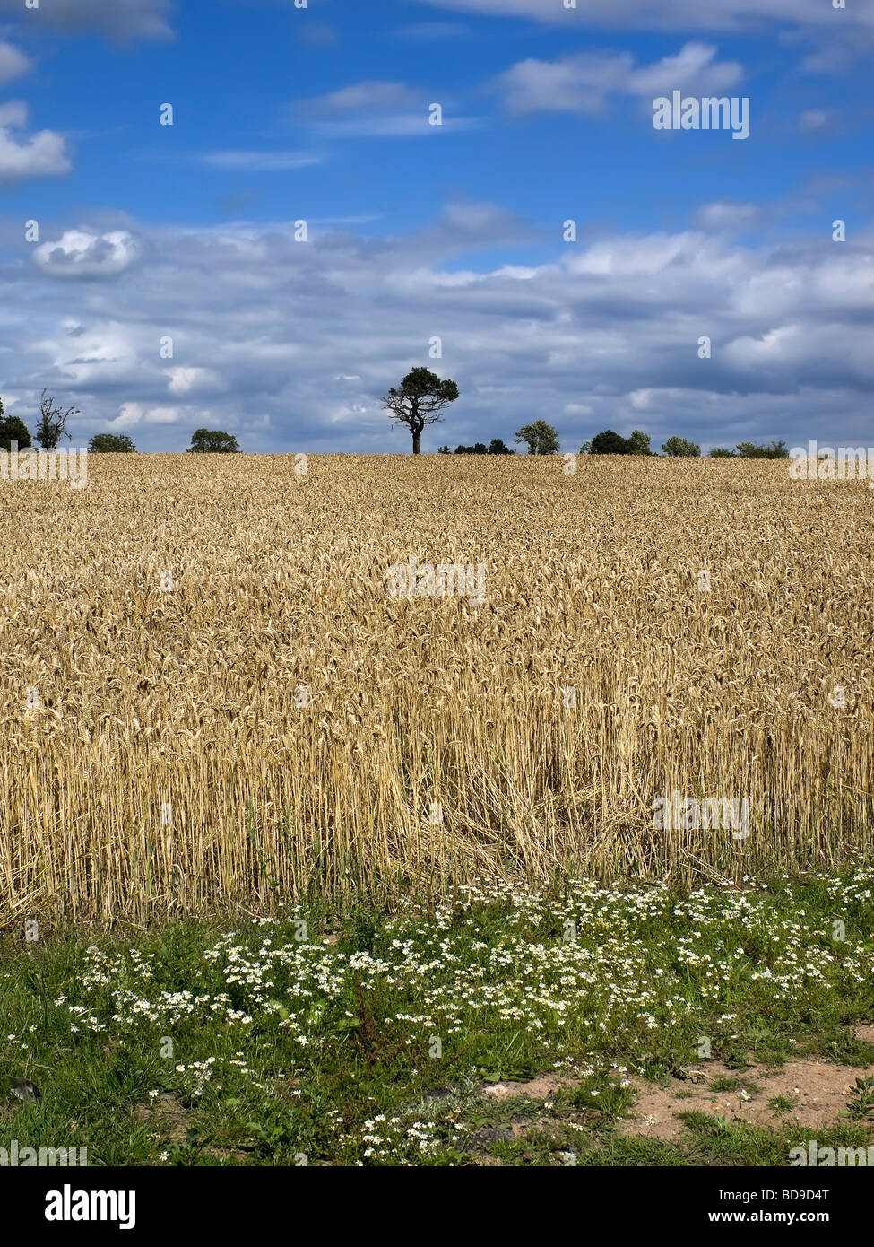 crops growing in a field Stock Photo - Alamy