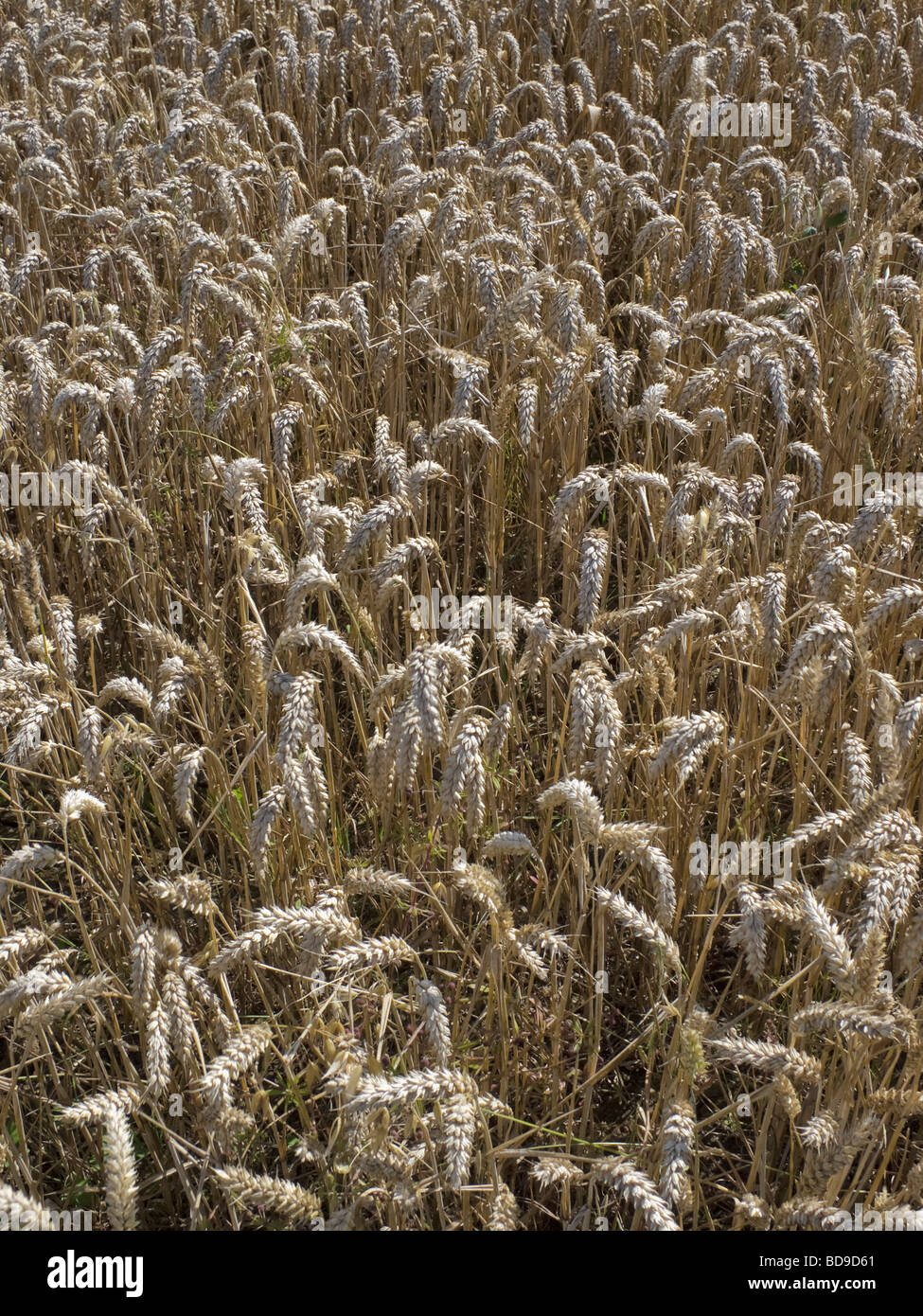 crops growing in a field Stock Photo - Alamy