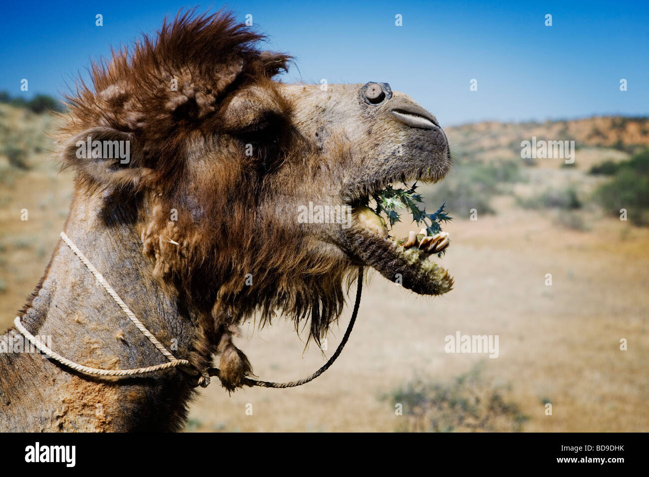 Camel breath hi-res stock photography and images - Alamy