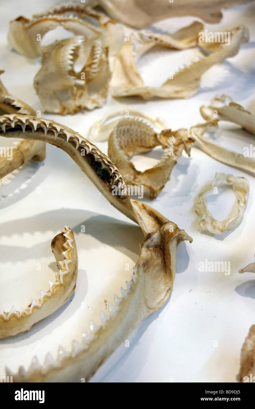 selection of fish jaws bones with sharp teeth Stock Photo - Alamy
