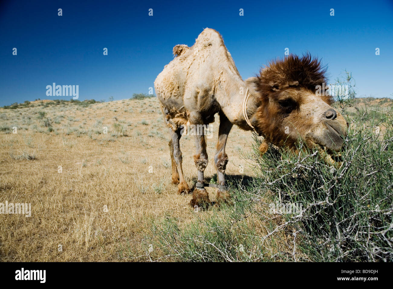 A Bactrian (two-humped) camel grazing in Kyzyl Kum Desert in Uzbekistan Stock Photo - Alamy