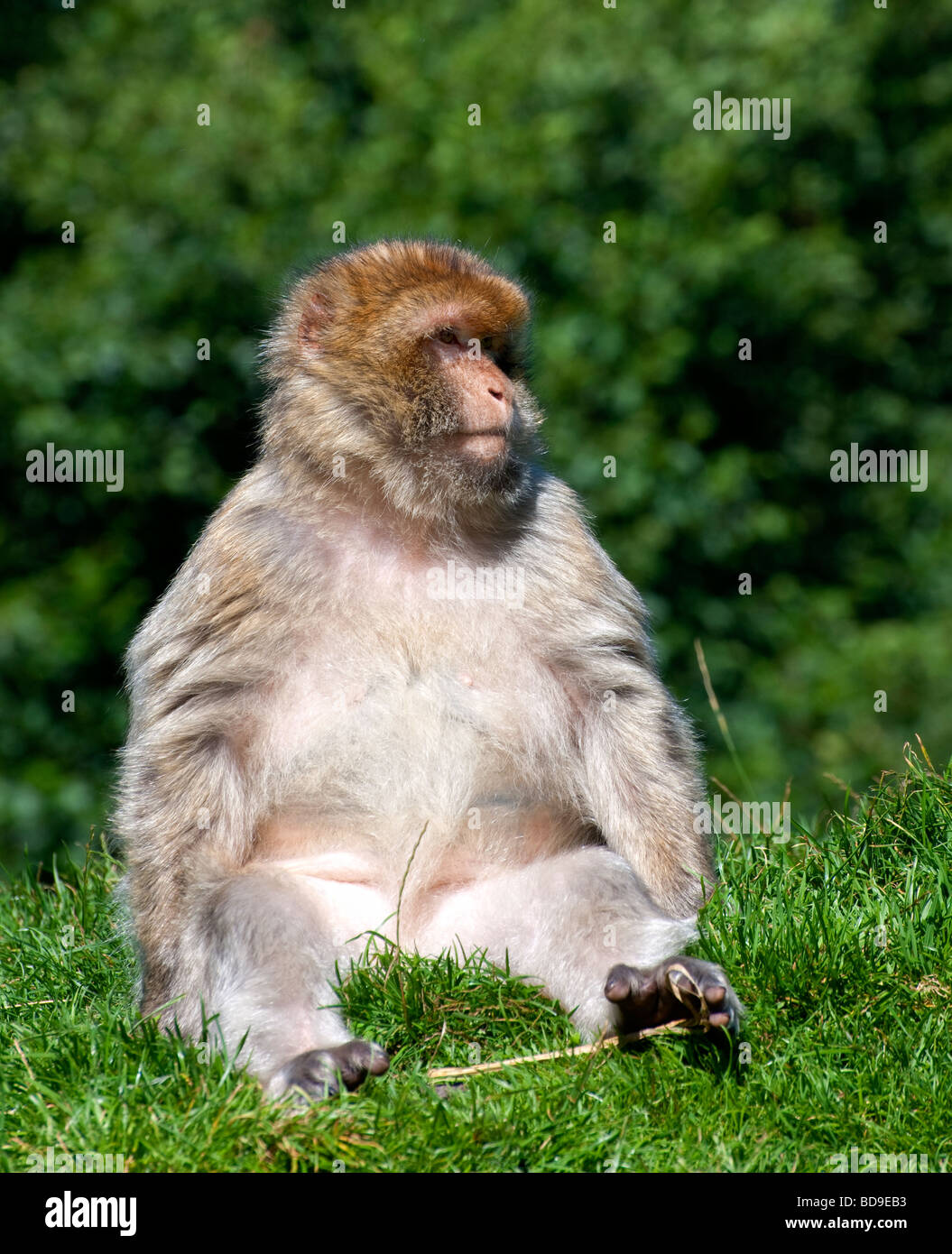 African maraca hi-res stock photography and images - Alamy