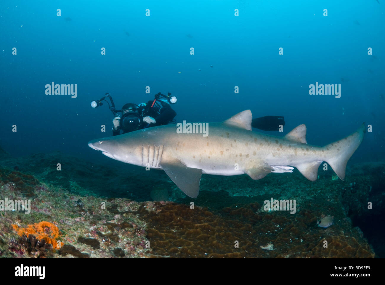 Ragged tooth shark or Sand tiger (Carcharias taurus), Aliwal Shoal ...