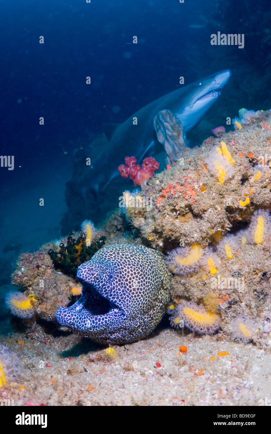 Morey eel and Ragged tooth shark or Sand tiger (Carcharias taurus ...