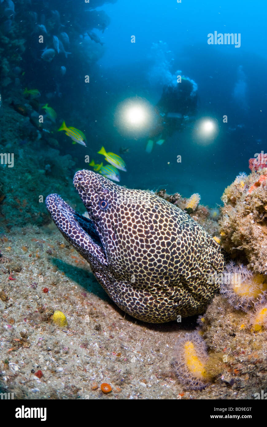 Scuba diver and big morey eel in a Cathedral cave, Aliwal Shoal, South ...