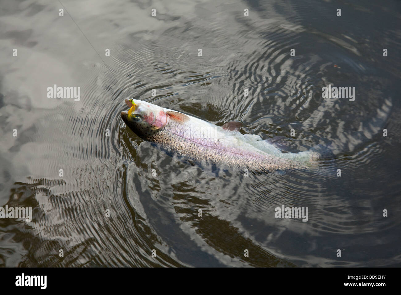Trout fish devon hi-res stock photography and images - Alamy