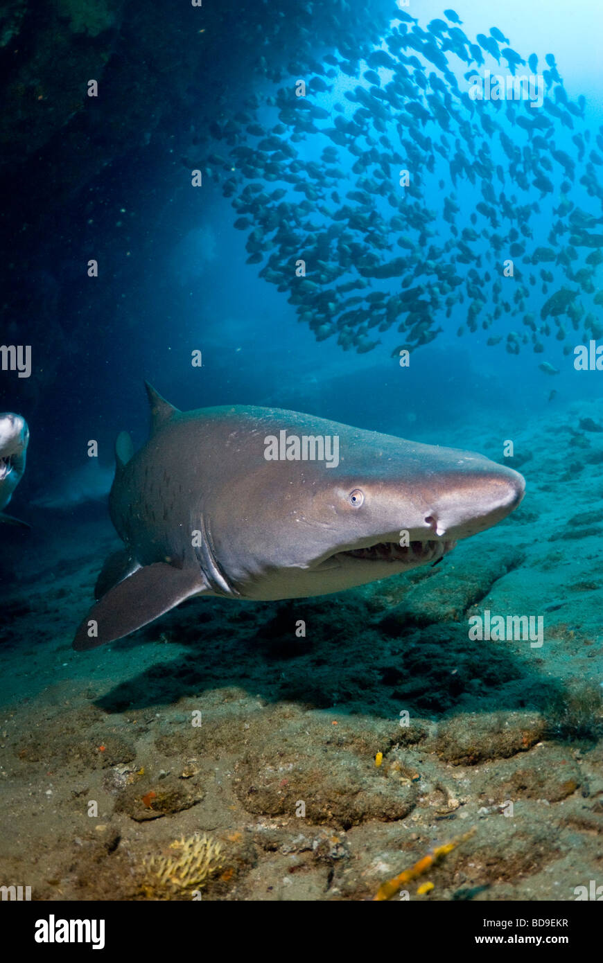Sand tiger shark cave High Resolution Stock Photography and Images - Alamy