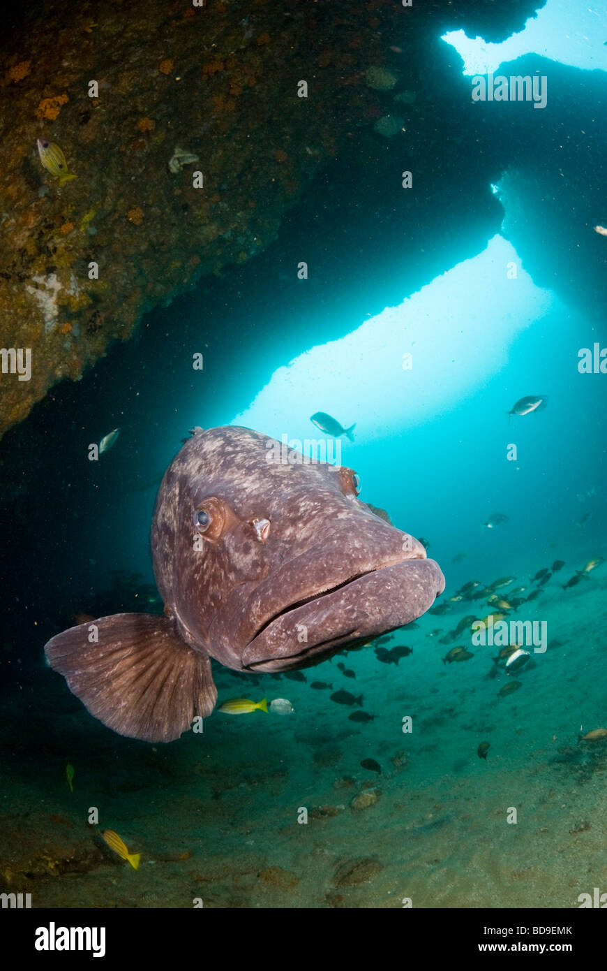 South africa fish hi-res stock photography and images - Alamy