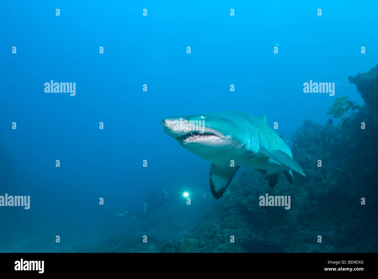 Sand tiger tooth hi-res stock photography and images - Alamy