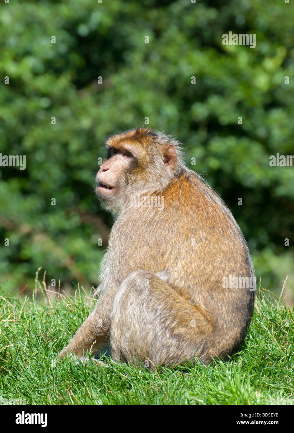 African maraca hi-res stock photography and images - Alamy