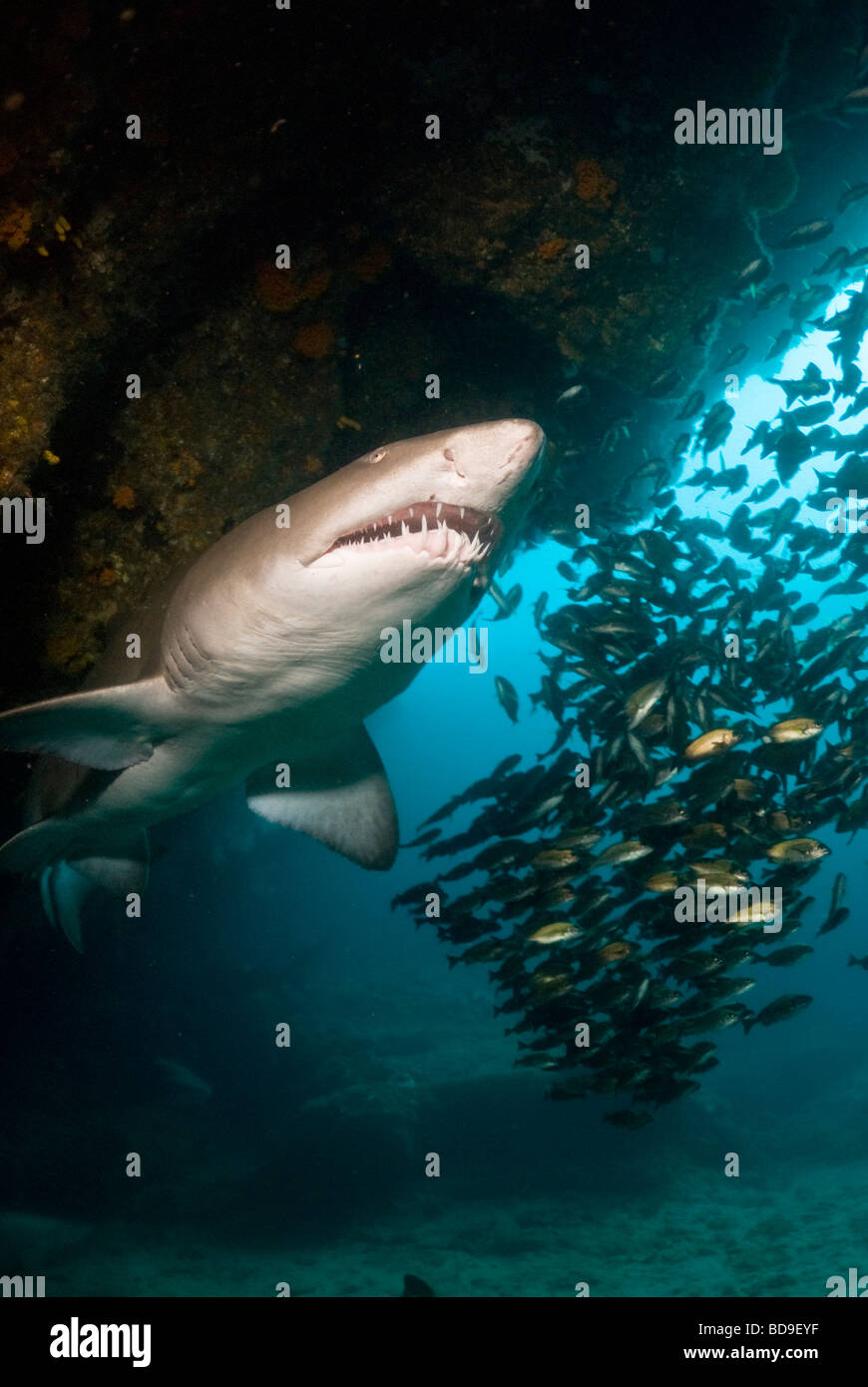 Sand tiger shark cave High Resolution Stock Photography and Images - Alamy