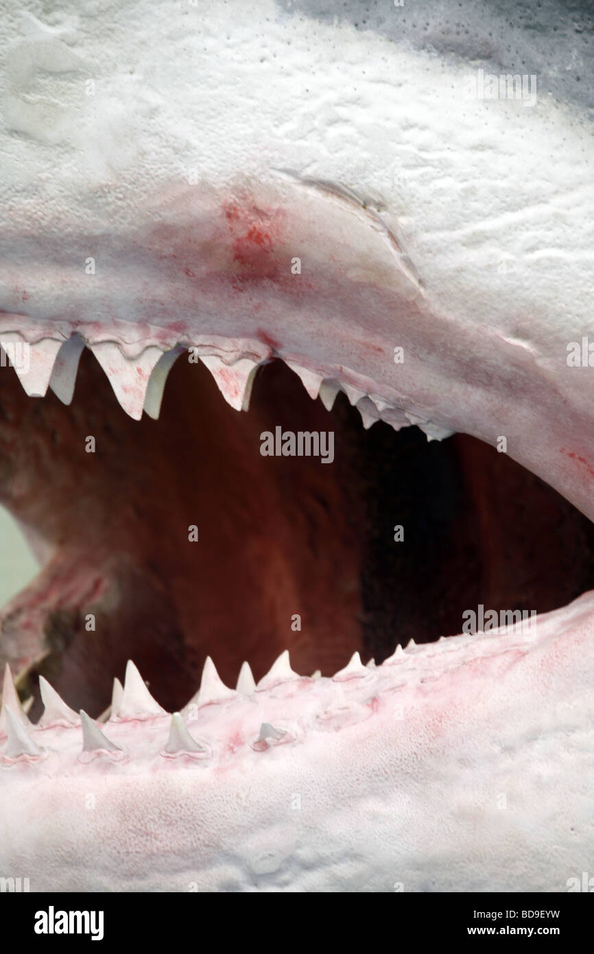 Shark teeth jaw bones hi-res stock photography and images - Alamy