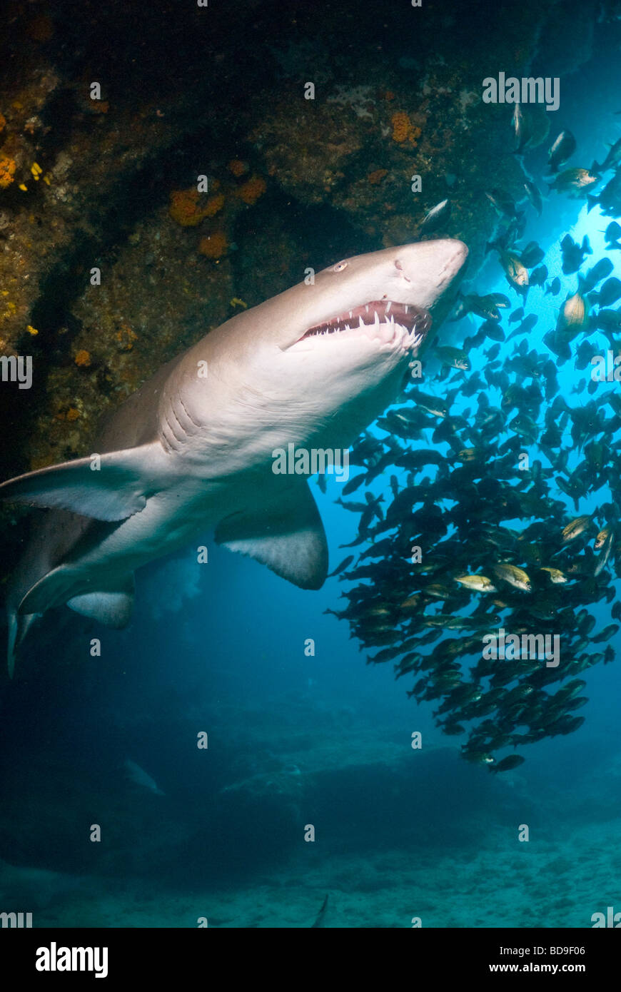Ragged tooth shark or Sand tiger (Carcharias taurus), Aliwal Shoal ...