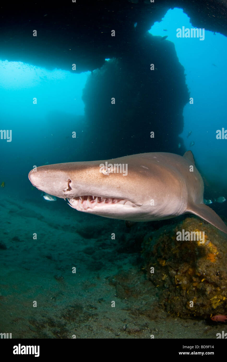 Sand tiger shark hi-res stock photography and images - Alamy