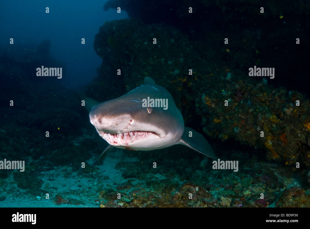 Sand tiger shark cave hi-res stock photography and images - Alamy