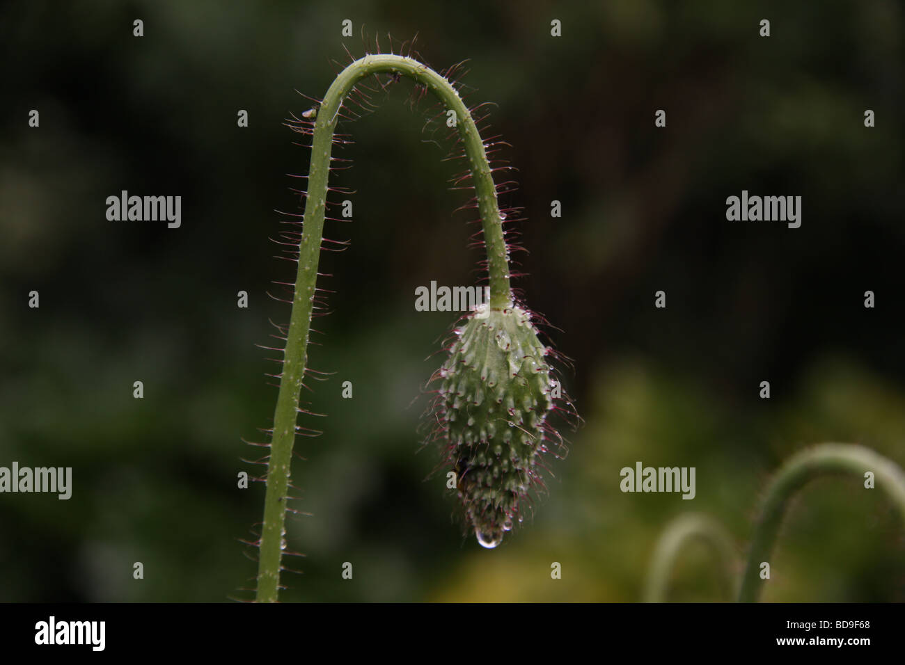 Poppy bud hi-res stock photography and images - Alamy
