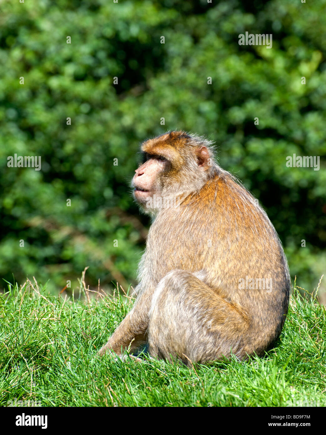 Barbary macaque monkies hi-res stock photography and images - Alamy