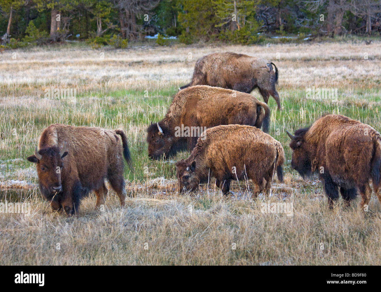 Herd of bison grazing Yellowstone National Park Stock Photo - Alamy