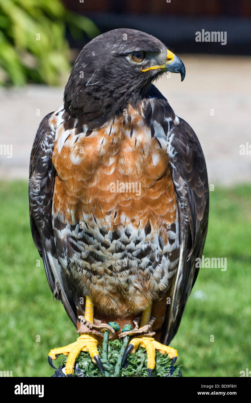 The Jackal buzzard of Southern Africa is a bird of prey Stock Photo - Alamy