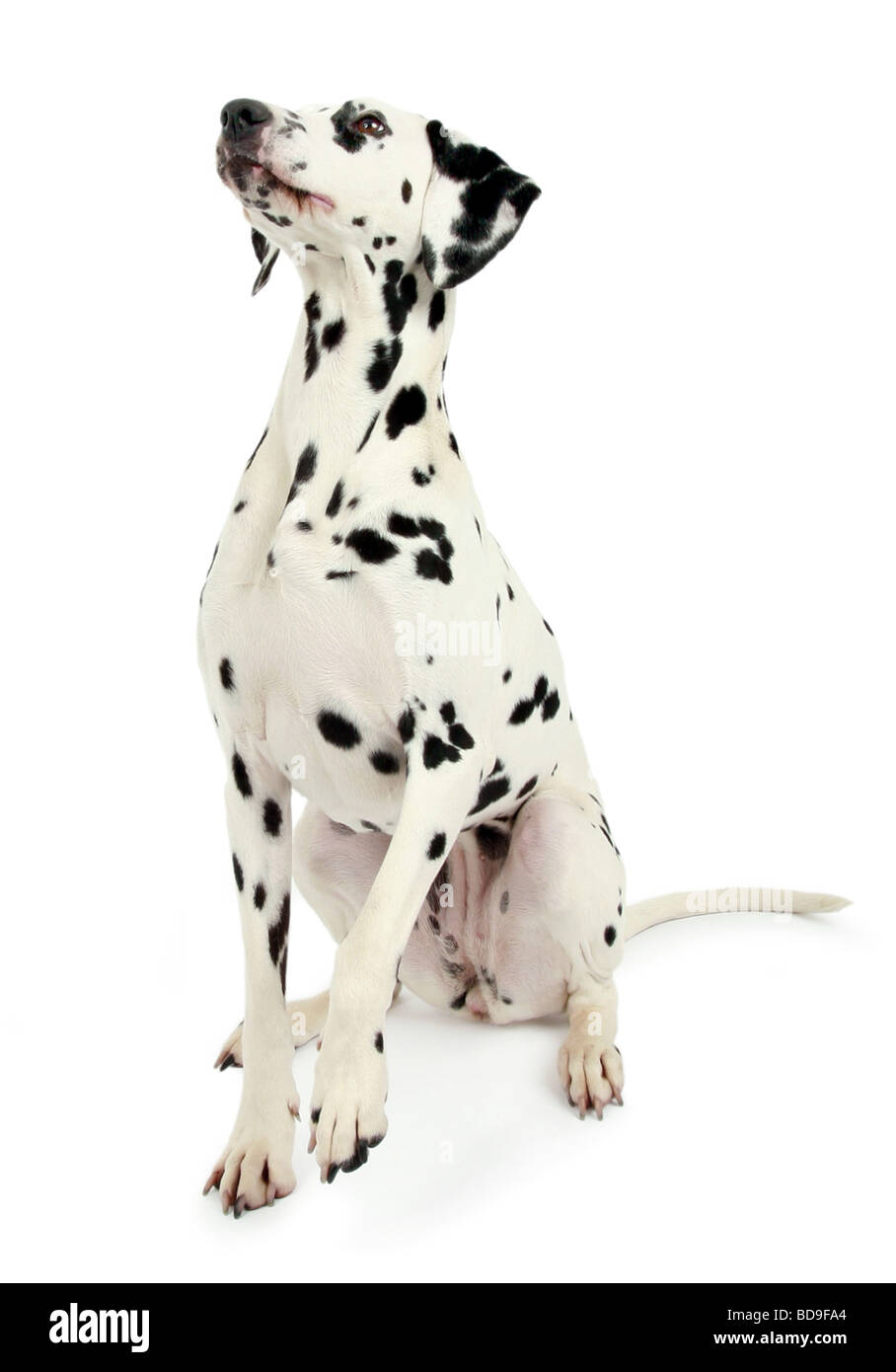 Dalmatian (Canis lupus f. familiaris), Dalmatian sitting, looking up ...