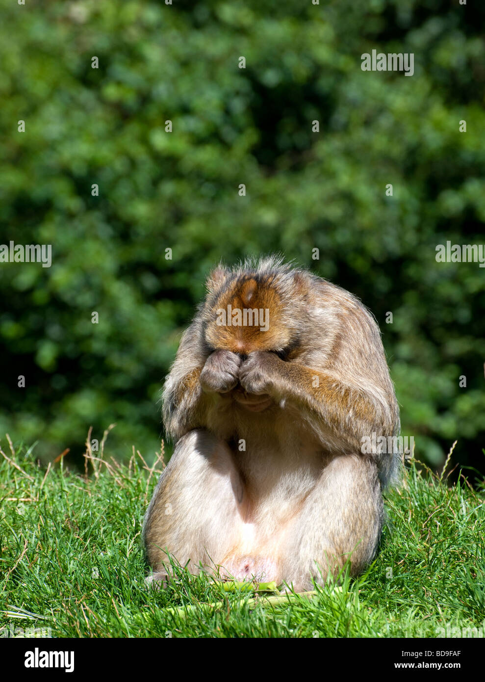 Monkey crying hi-res stock photography and images - Alamy