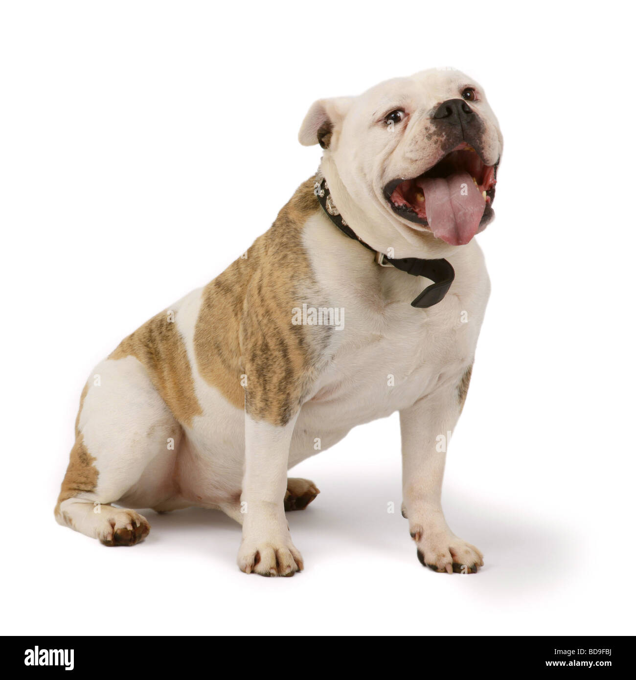 English bulldogs sitting hi-res stock photography and images - Alamy