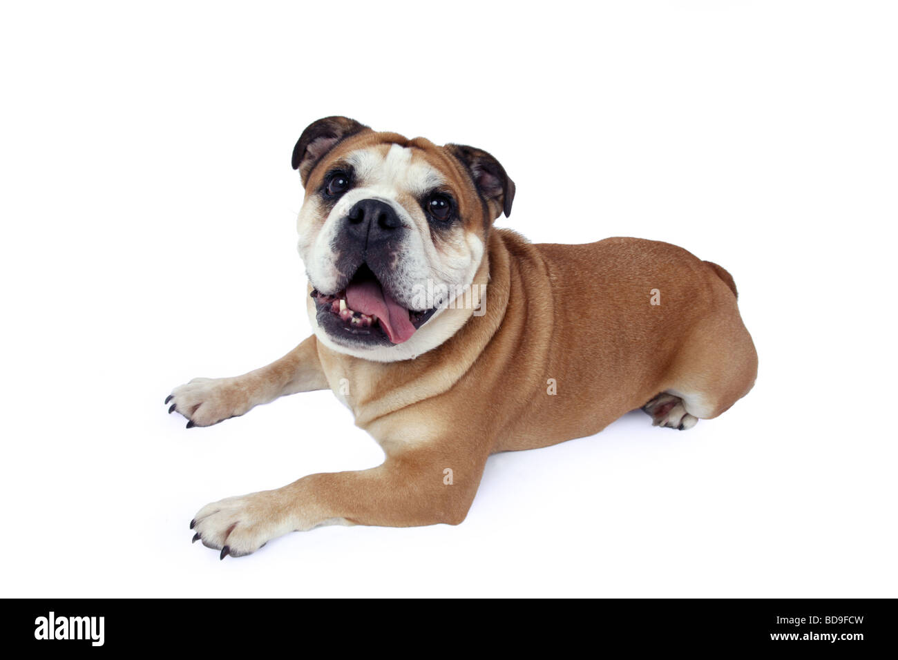 Bulldog sitting down hi-res stock photography and images - Alamy